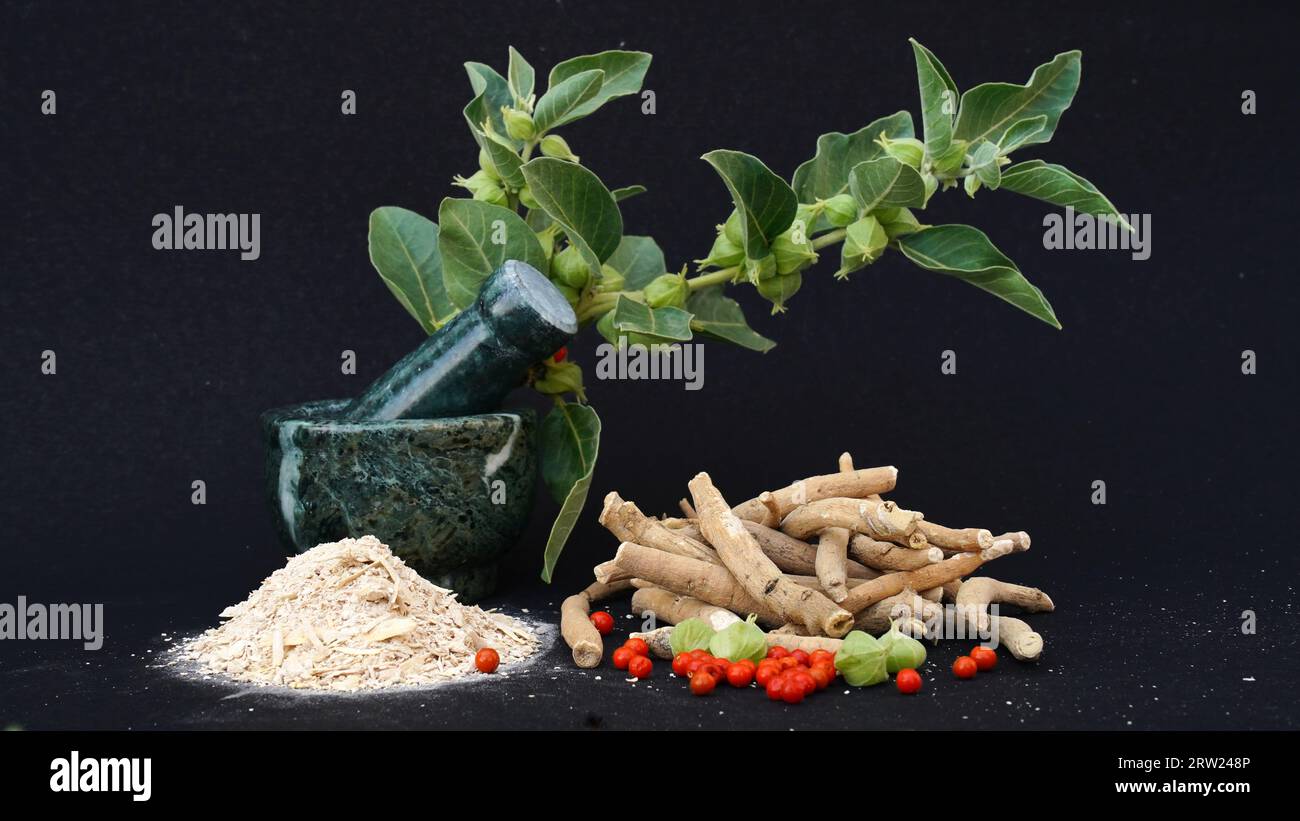 Withania somnifera plant. Commonly known as Ashwagandha (winter cherry ...