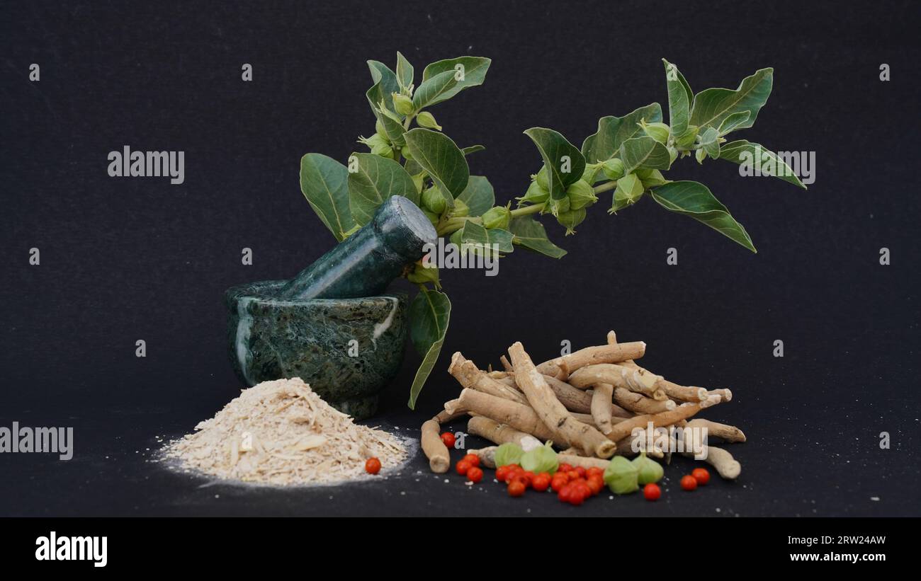 Ashwagandha Fresh Green Leaves on the Stem, Medicinal Herb Plant, also ...