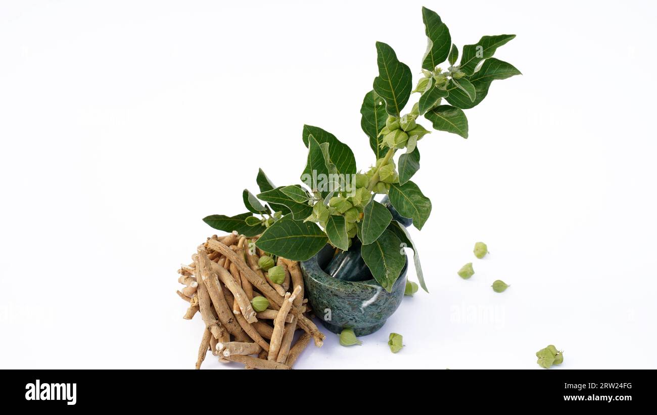 Withania somnifera plant. Commonly known as Ashwagandha (winter cherry ...