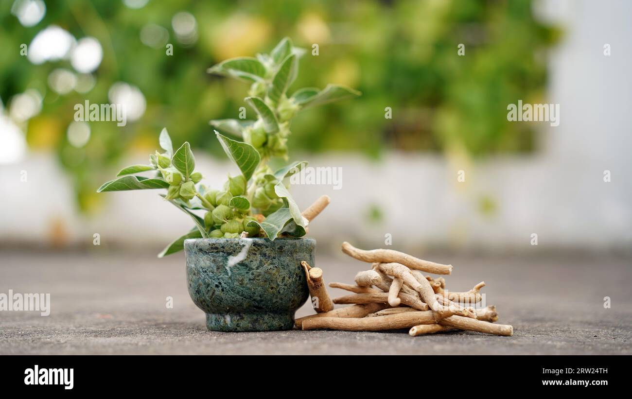 Withania somnifera, known commonly as ashwagandha, Indian ginseng, poison gooseberry, or winter ...