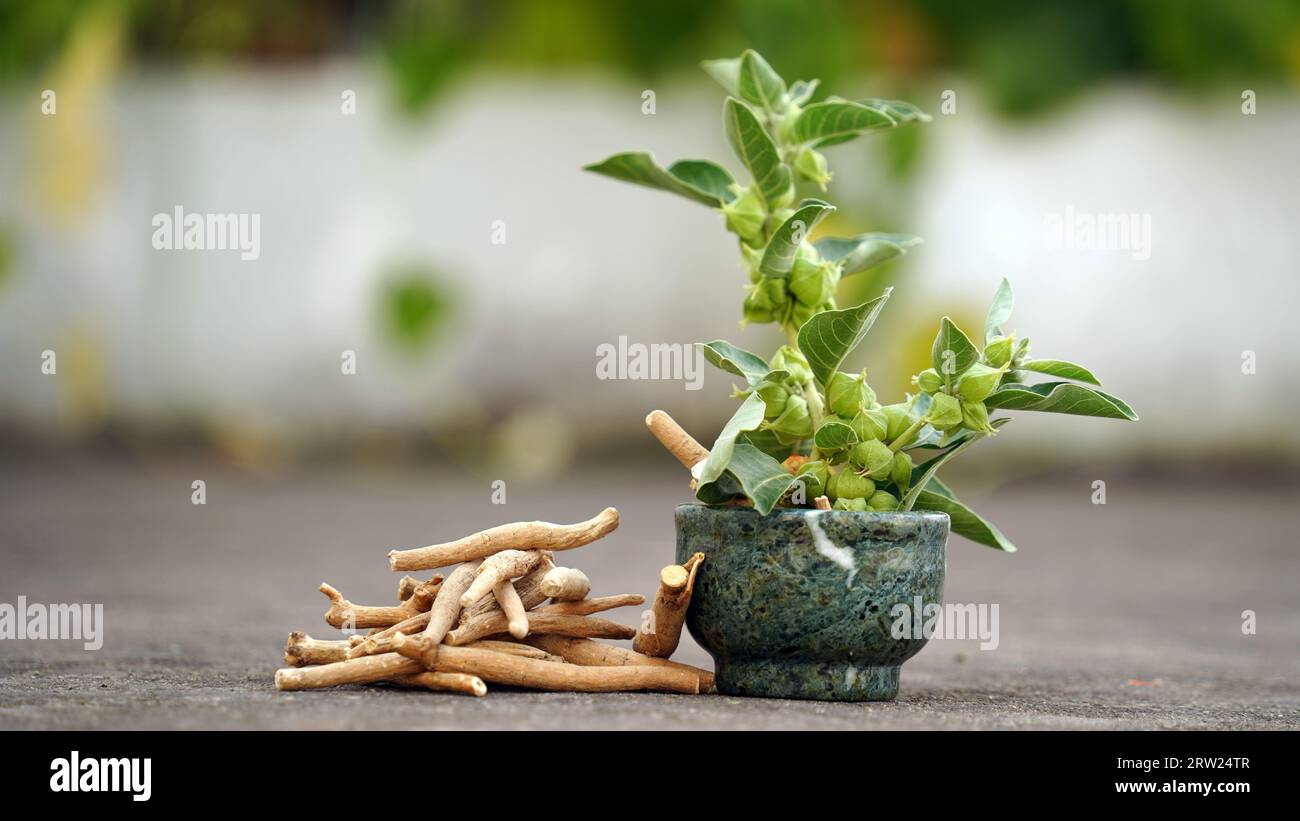 Ashwagandha Fresh Green Leaves on the Stem, Medicinal Herb Plant, also ...