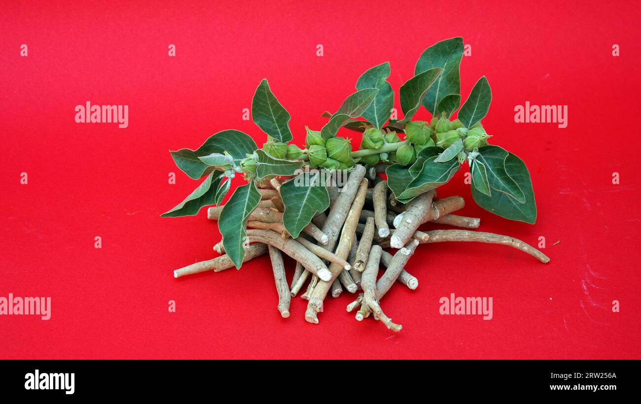 Ashwagandha Fresh Green Leaves on the Stem, Medicinal Herb Plant, also ...