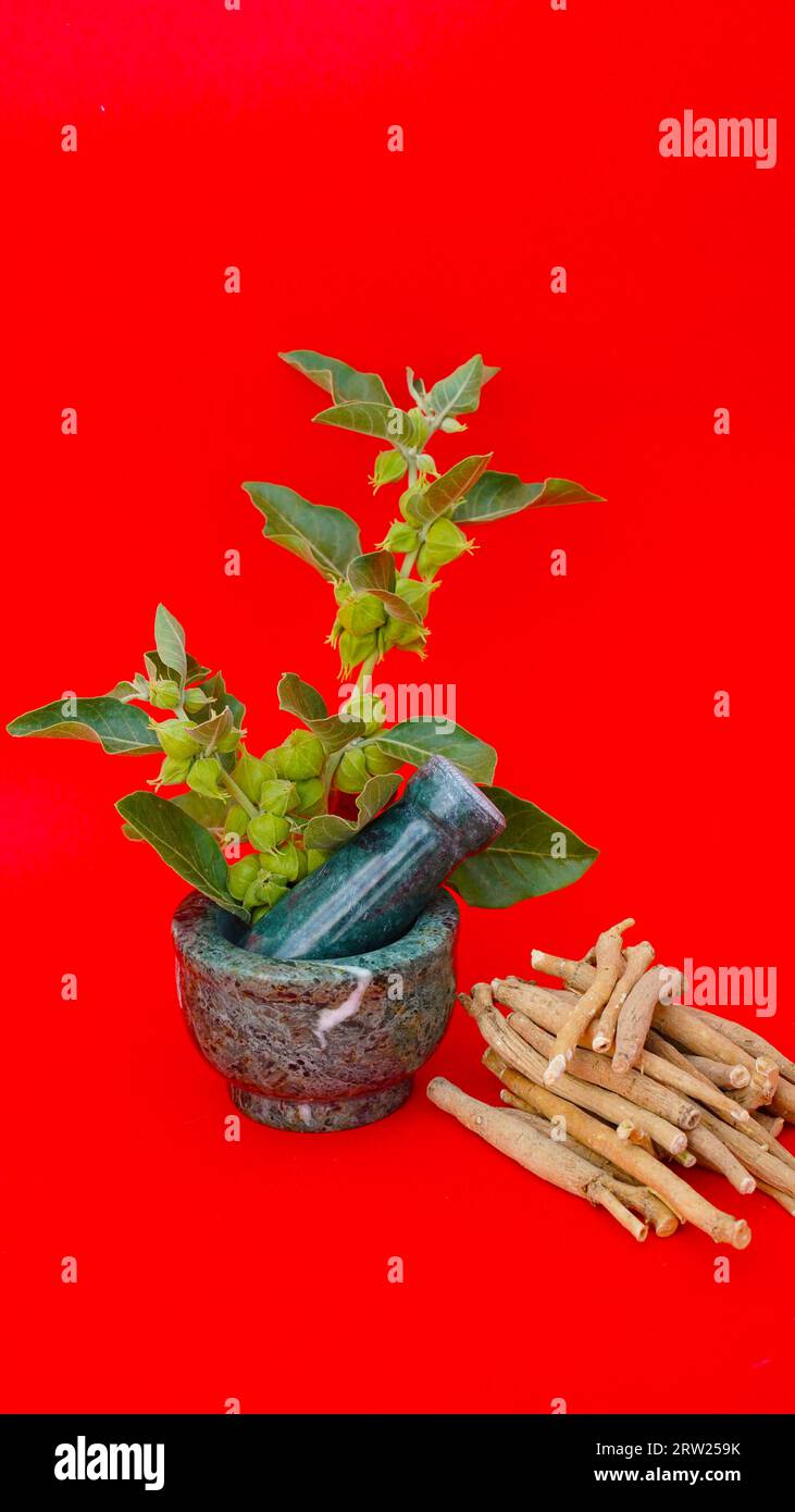 Immunity booster plant, Withania somnifera, known commonly as ...