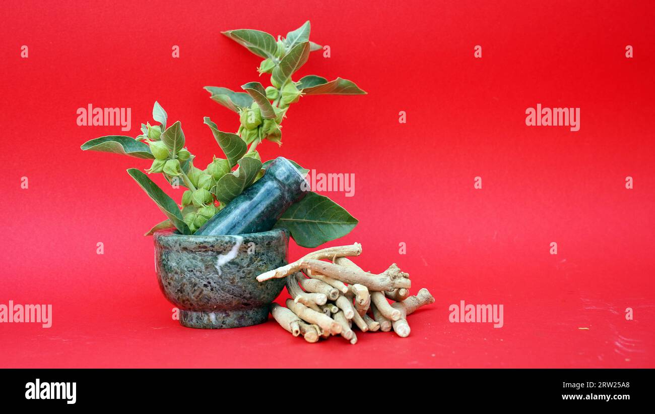 Ashwagandha Fresh Green Leaves on the Stem, Medicinal Herb Plant, also ...