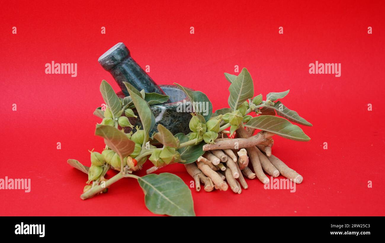 Ashwagandha Fresh Green Leaves on the Stem, Medicinal Herb Plant, also ...