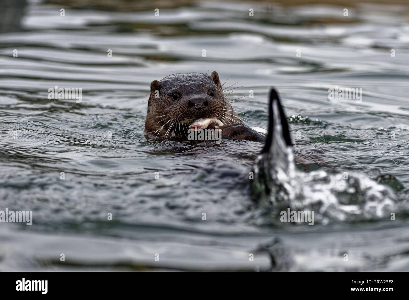 Swimmer holding hi-res stock photography and images - Alamy