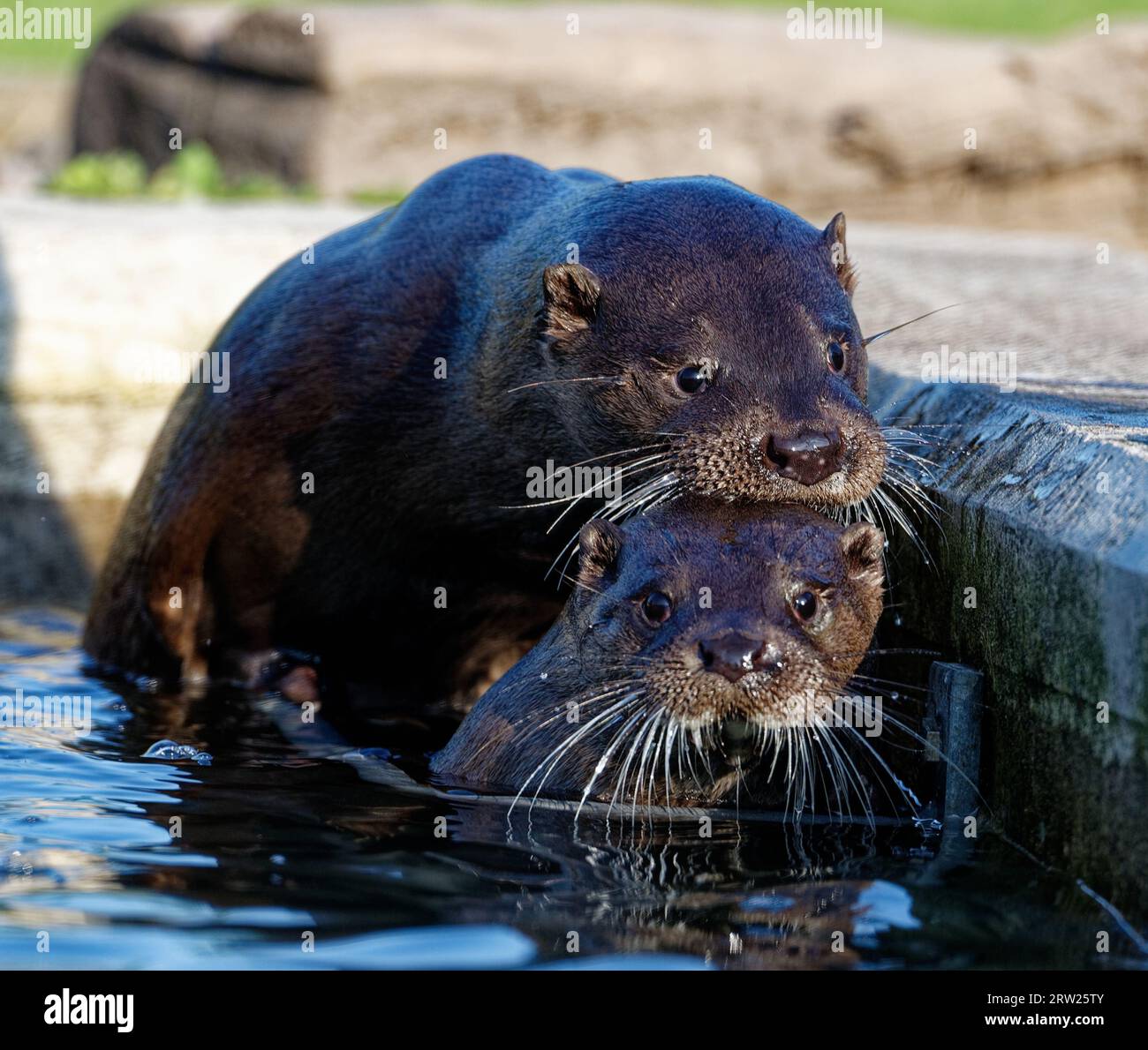 Eurasian Otter (Lutra lutra) Immature playing in pool for enrichment ...