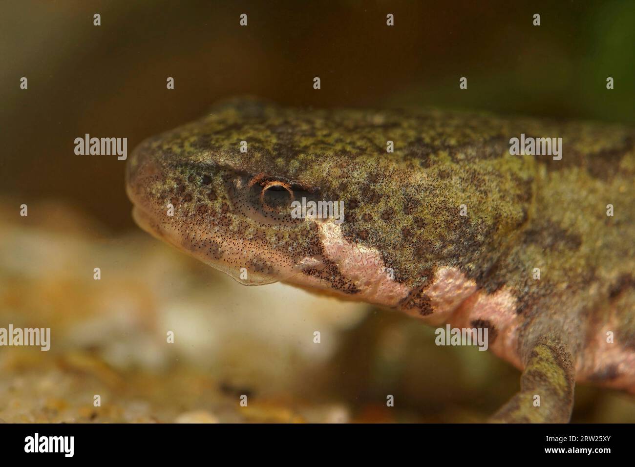 Detailed closeup on a female of the small Italian newt, Lissotriton ...