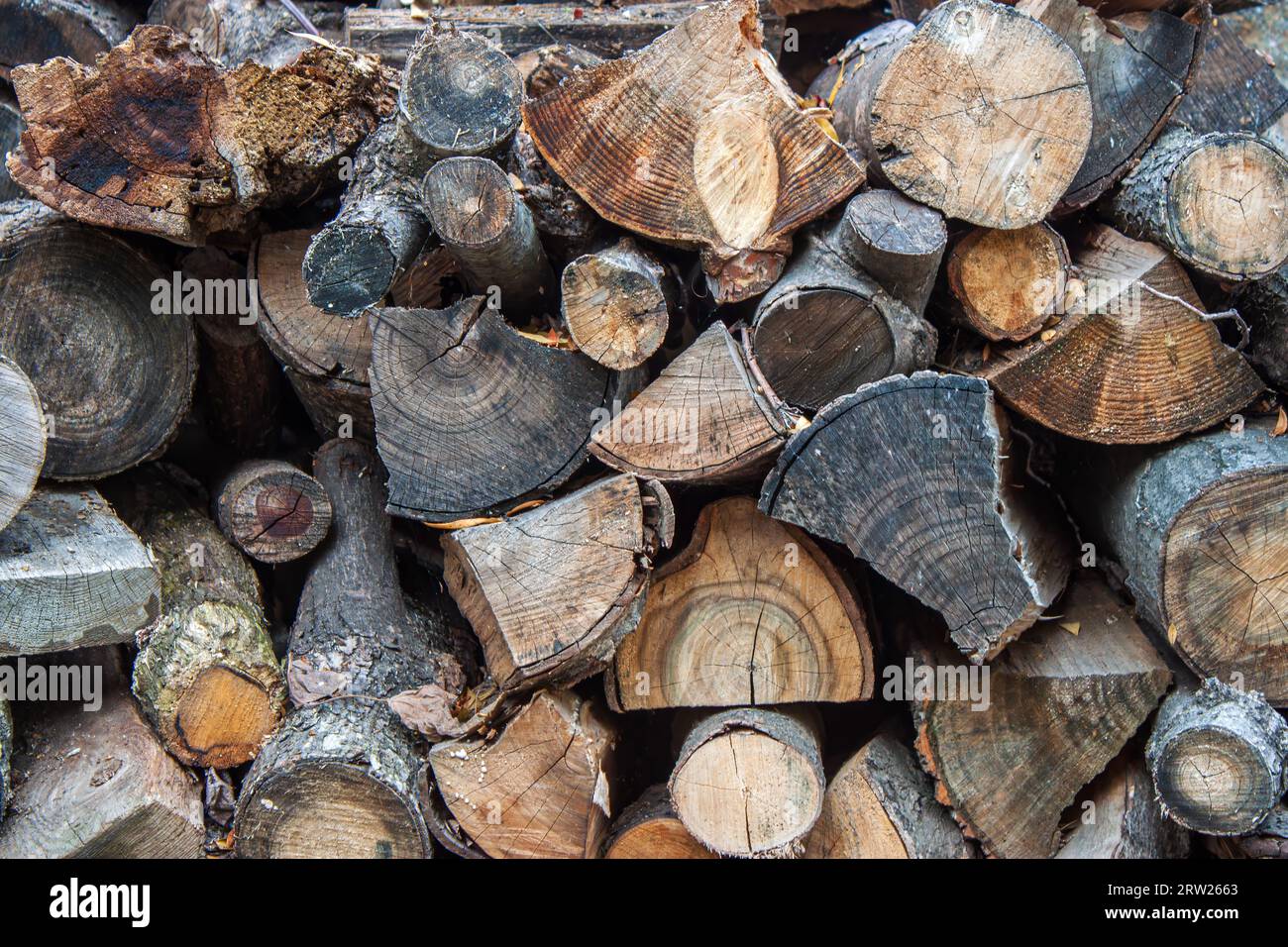 Logo forest in circle hi-res stock photography and images - Alamy