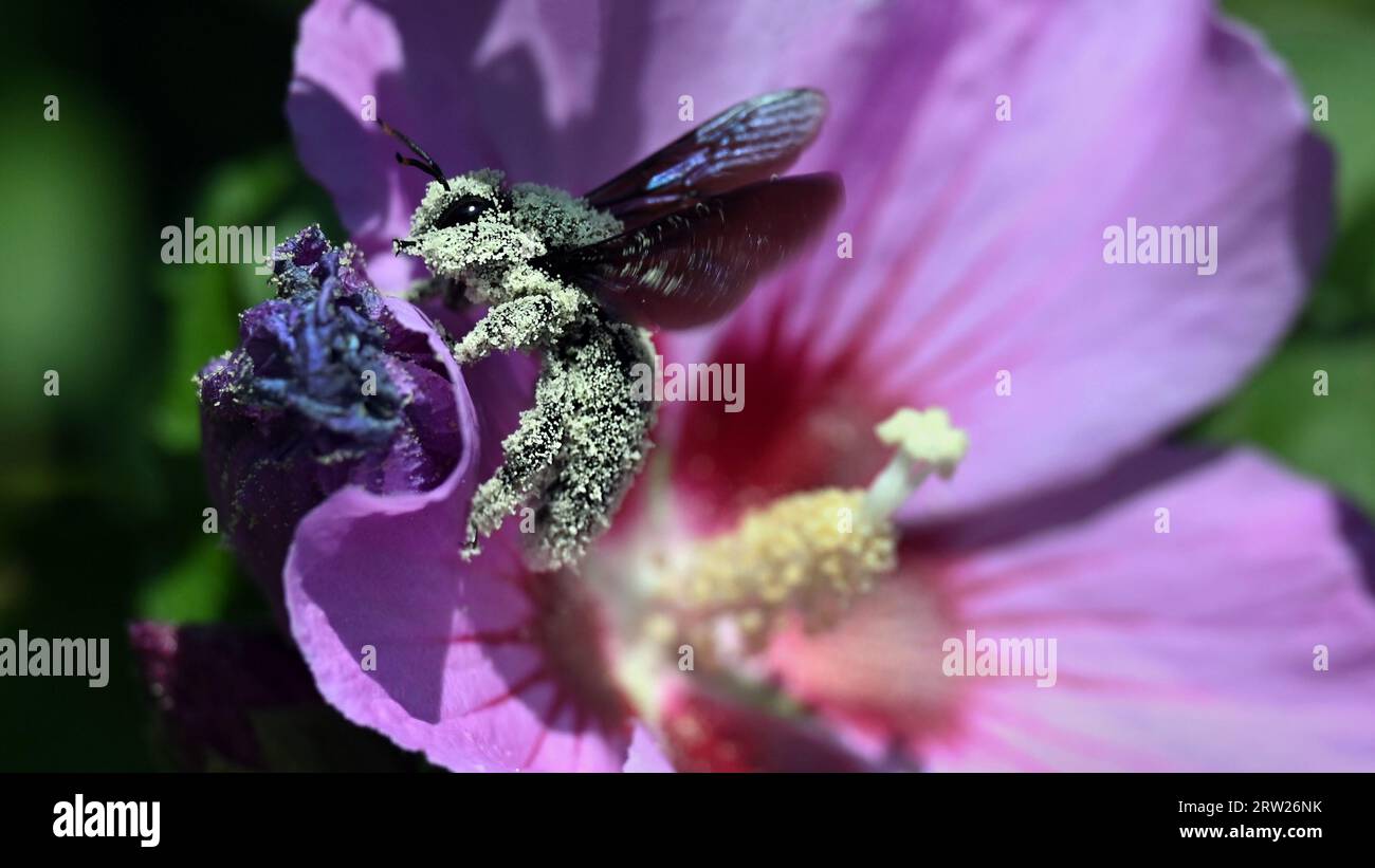 Close-up of black bee fully covered with white pollen on purple flower ...