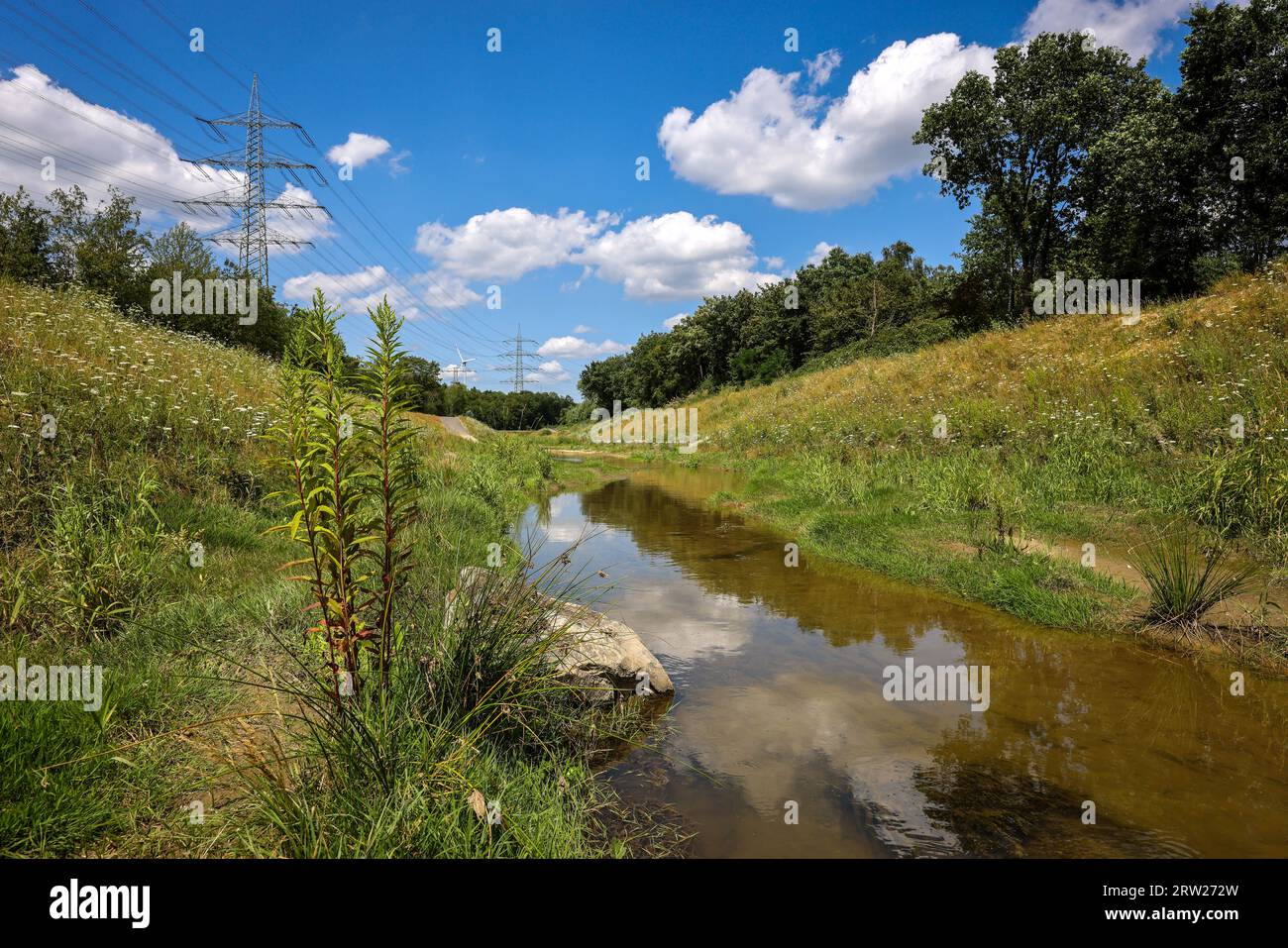 28.07.2023, Germany, North Rhine-Westphalia, Bottrop - Renaturalised ...