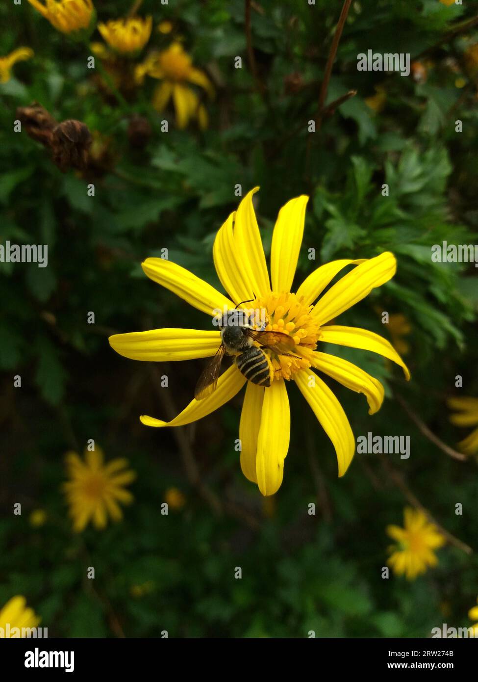 Bee on a flower called Euryops chrysanthemoides also known as African ...