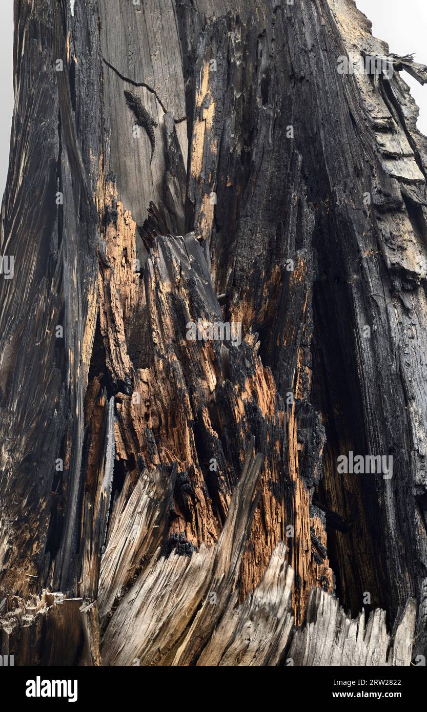 Camouflaged gecko lizard inside a lightning-struck tree Stock Photo - Alamy