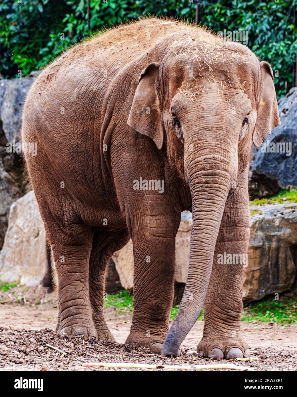 Animals in Captivity Stock Photo - Alamy