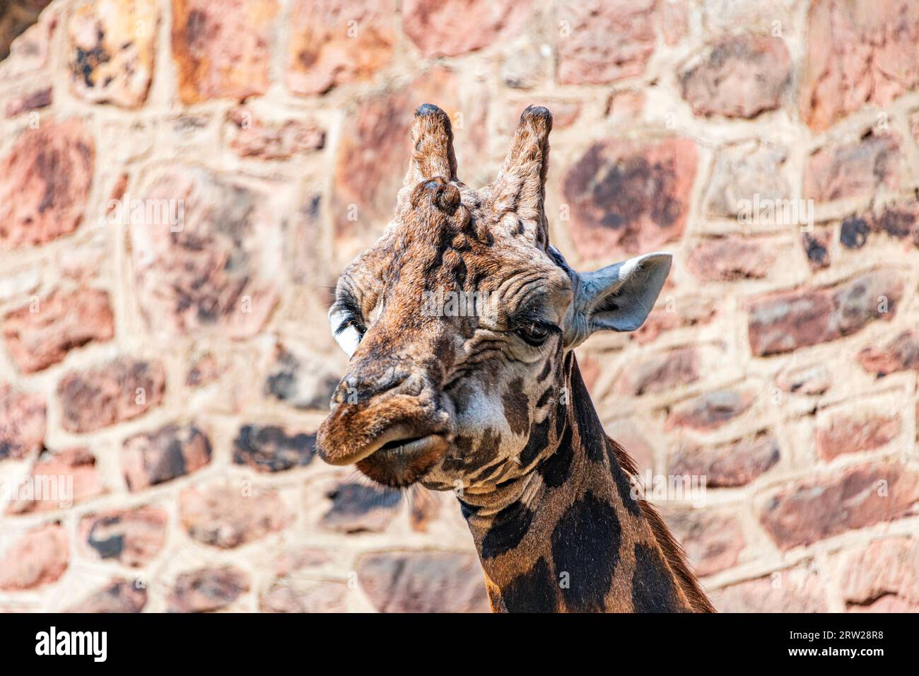 Animals in Captivity Stock Photo - Alamy