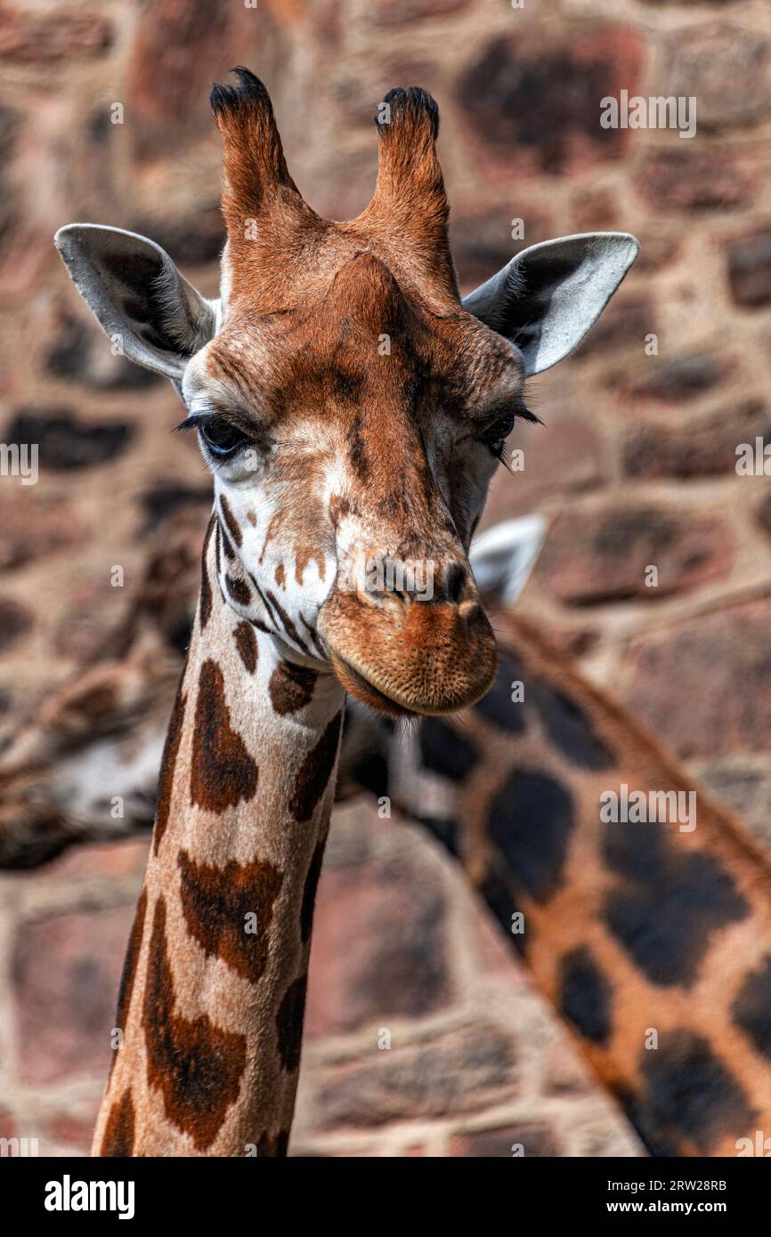 Animals in Captivity Stock Photo - Alamy