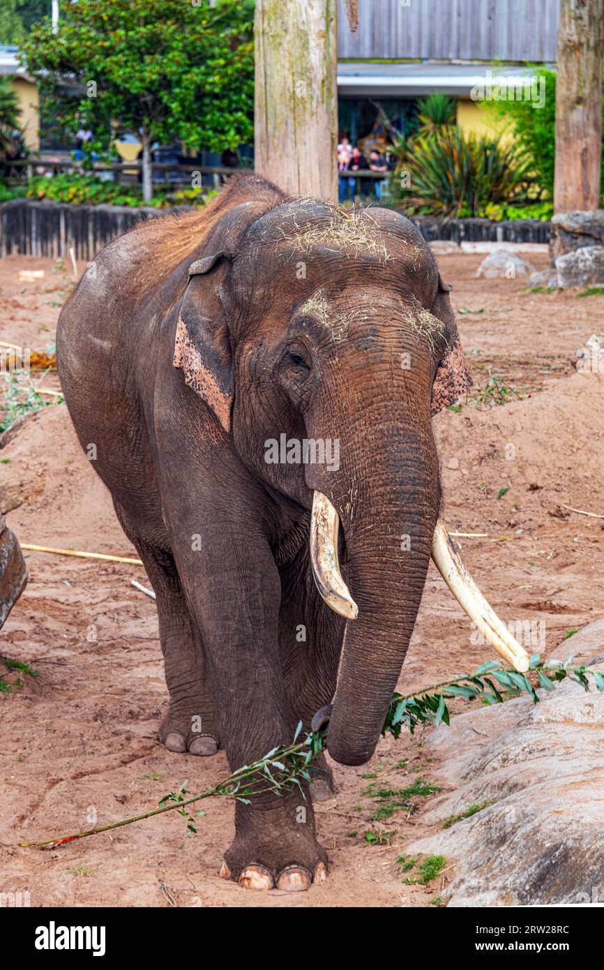 Animals in Captivity Stock Photo - Alamy