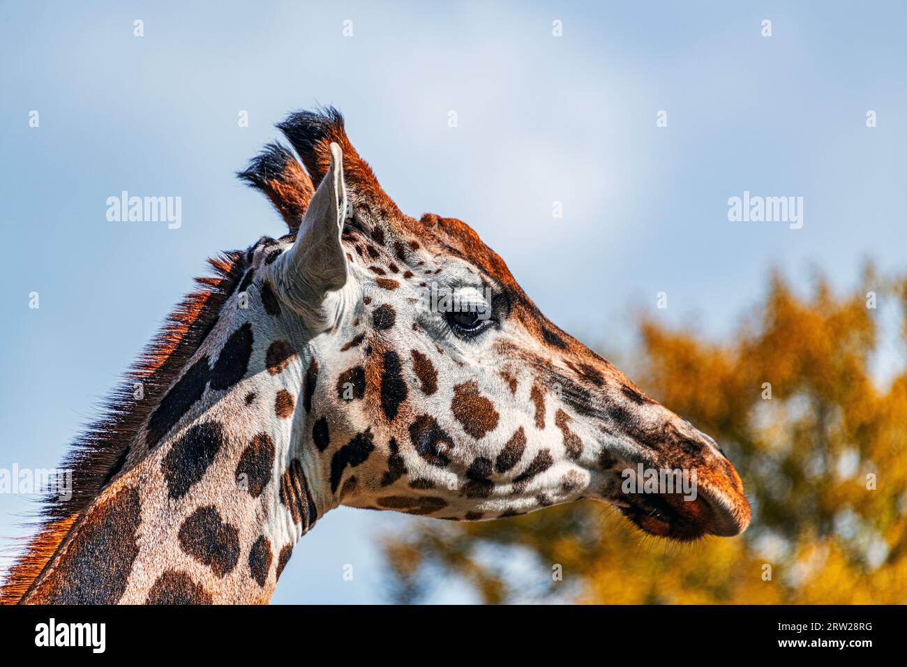 Animals in Captivity Stock Photo - Alamy