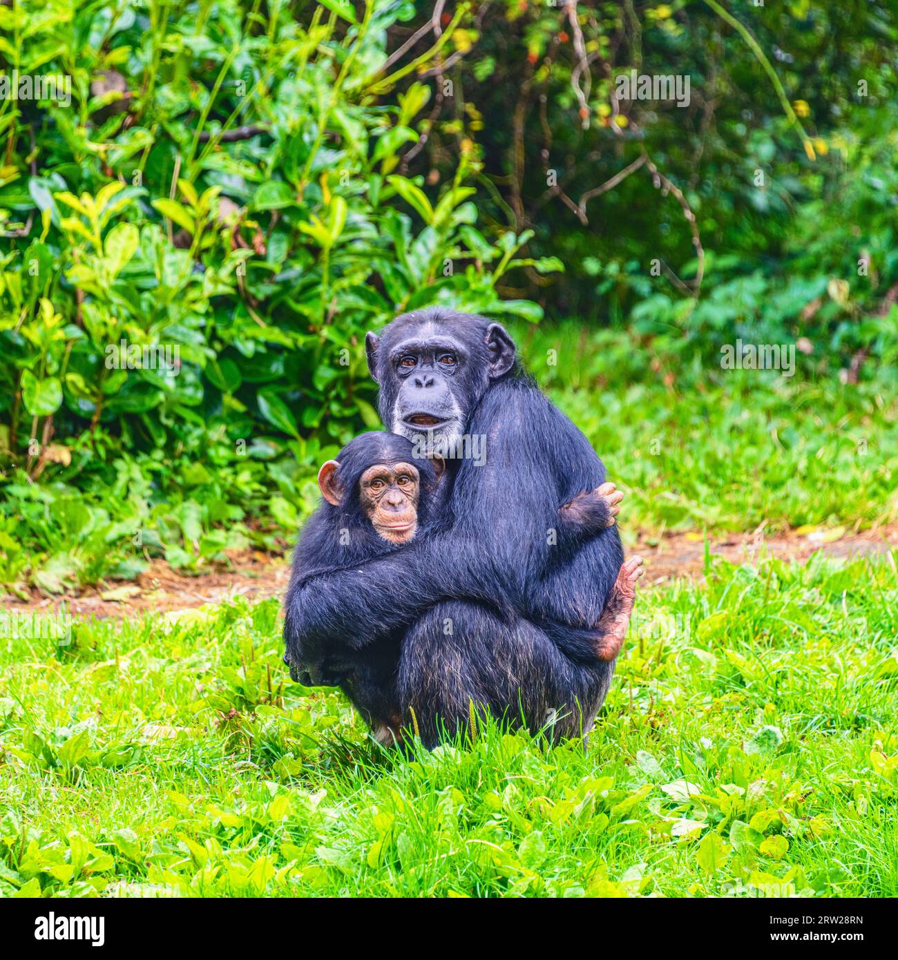 Animals in Captivity Stock Photo - Alamy