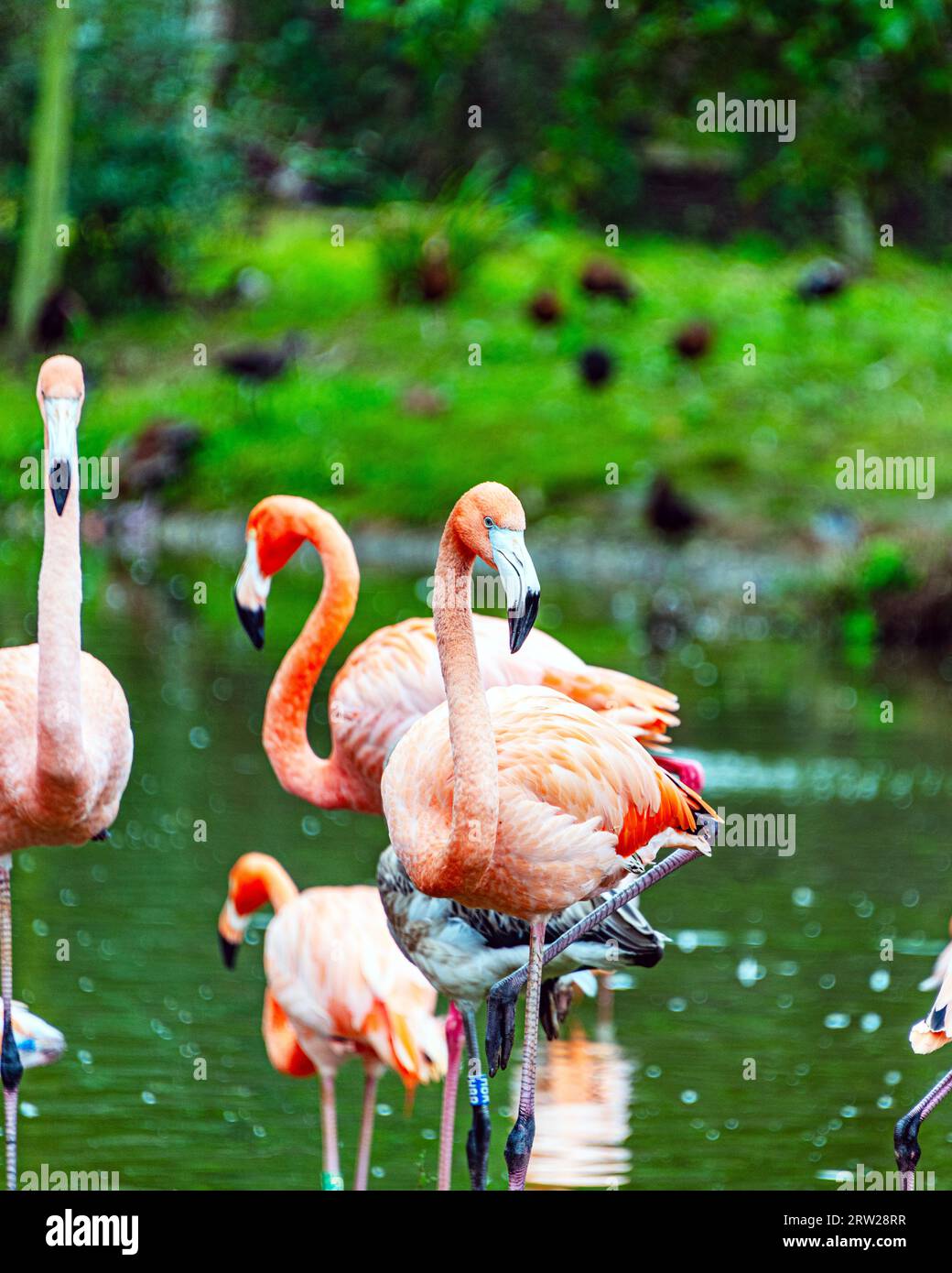 Animals in Captivity Stock Photo - Alamy