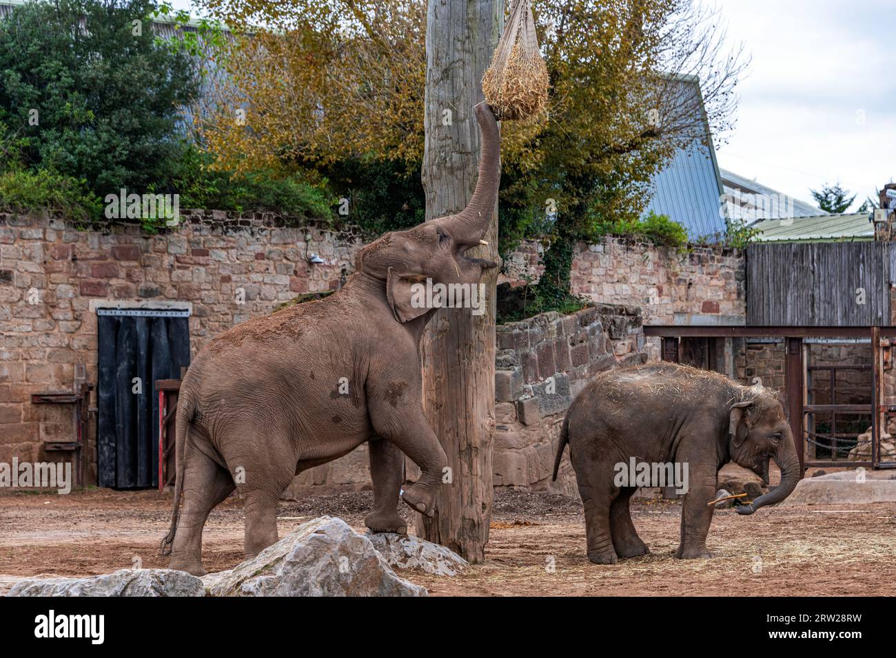 Animals in Captivity Stock Photo - Alamy