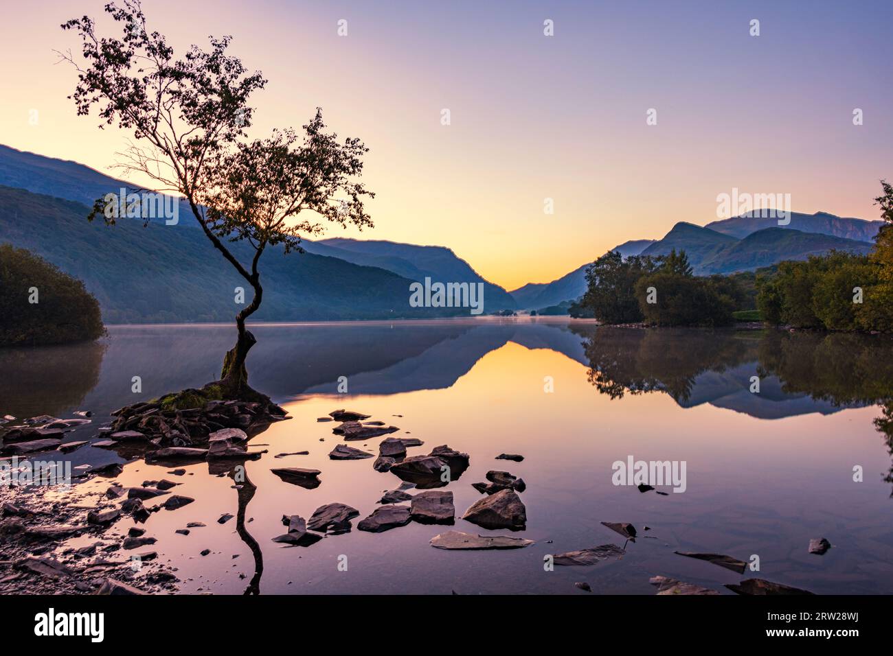 Lone Tree Llanberis North Wales Stock Photo - Alamy