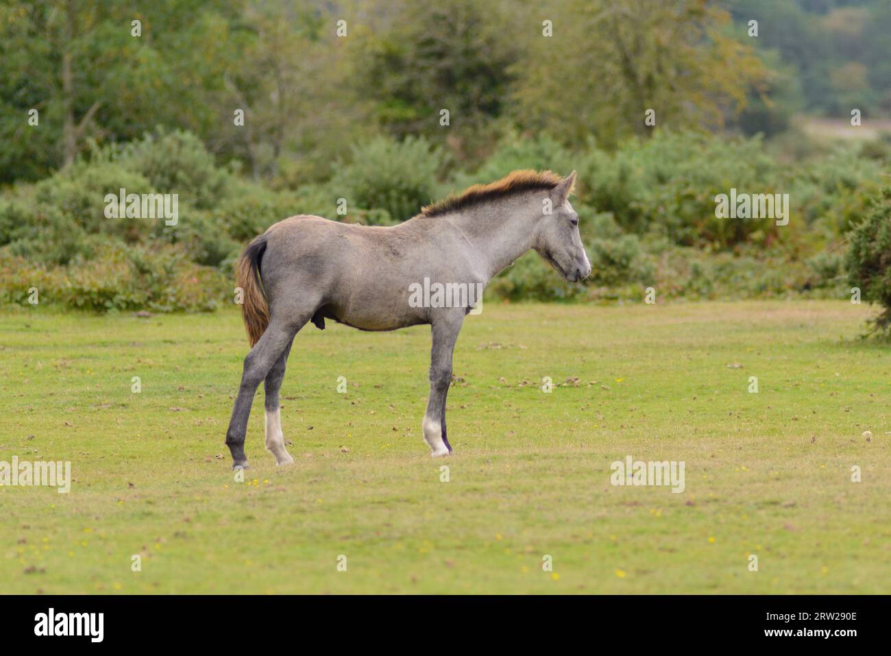Grey forest hi-res stock photography and images - Alamy