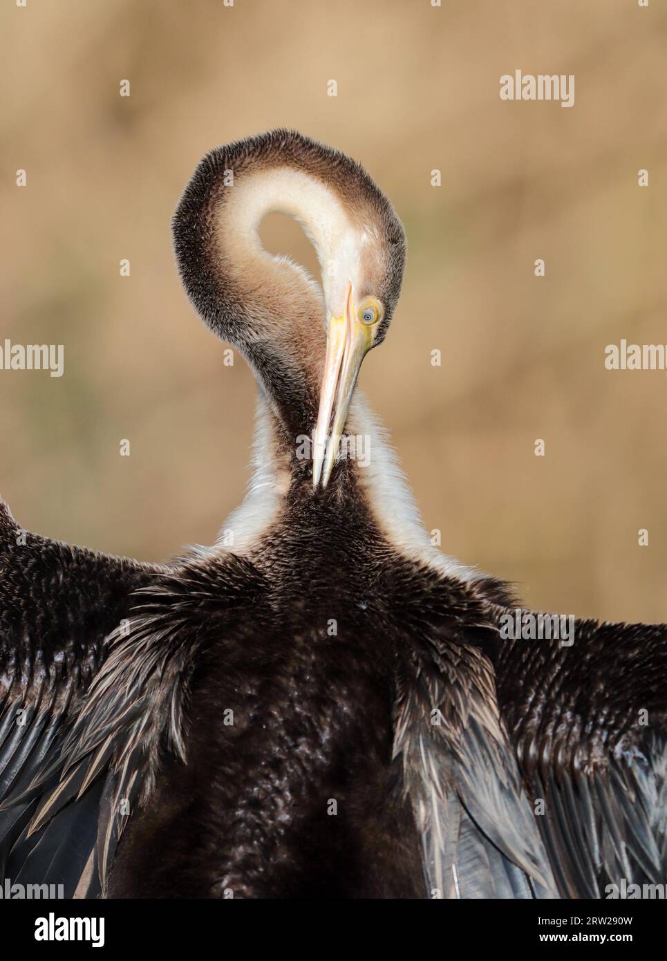 African Darter (Anhinga rufa), Kruger National Park, South Africa Stock ...