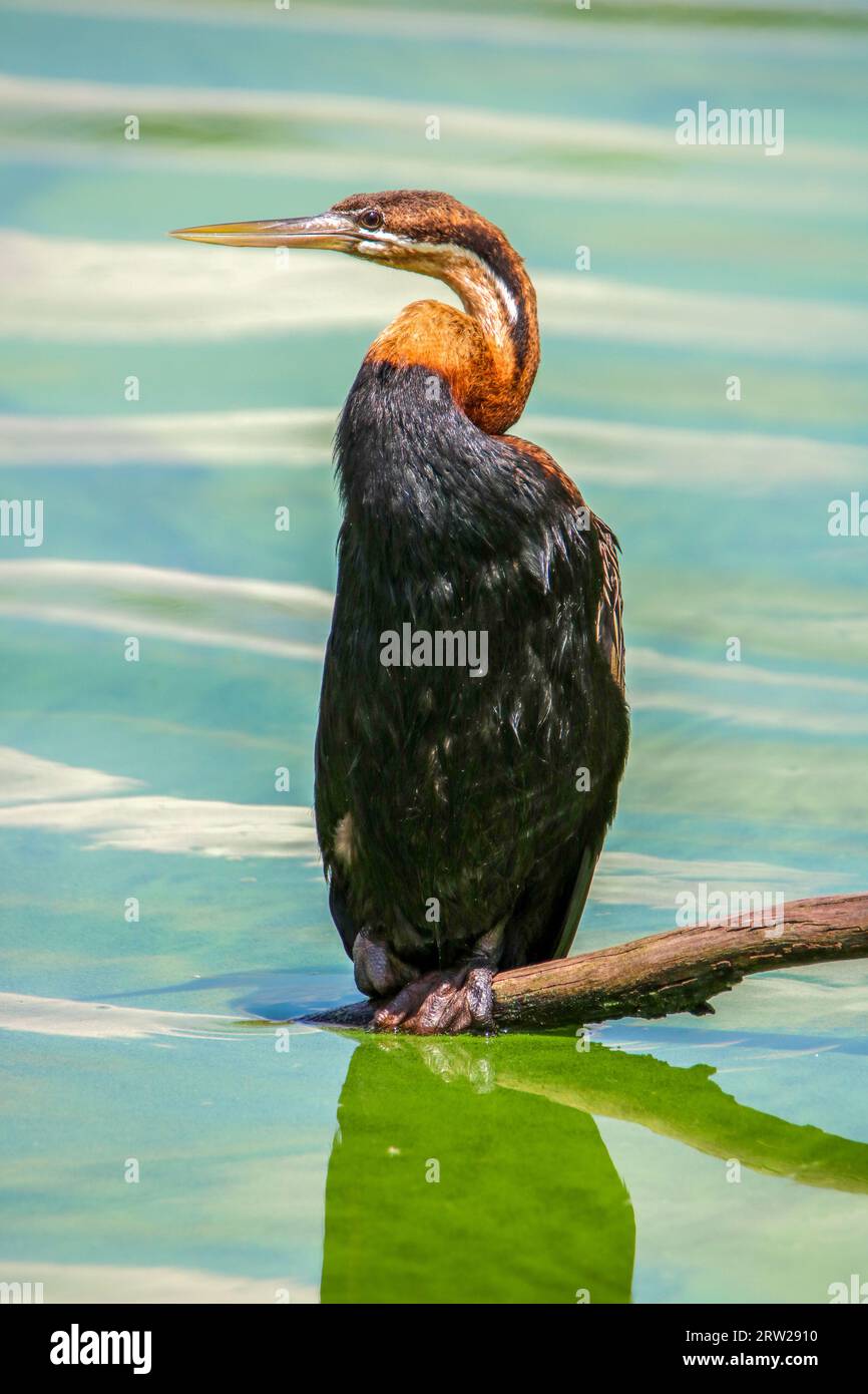 African Darter (Anhinga rufa), Kruger National Park, South Africa Stock ...