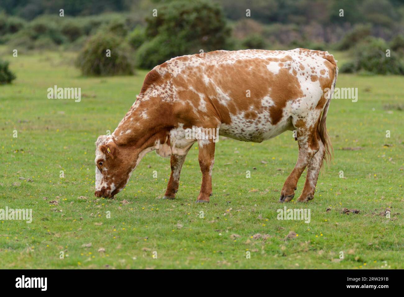 New Forest cow, speckled brown and white, Hampshire, UK Stock Photo - Alamy