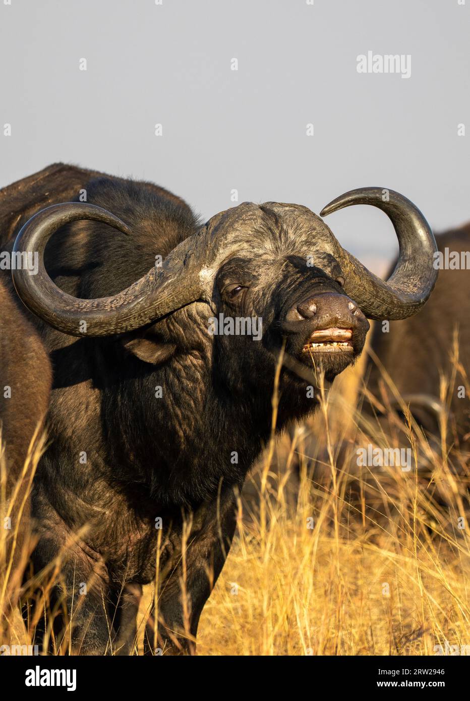 Cape or African buffalo bull and flehmen response, Kruger National Park ...