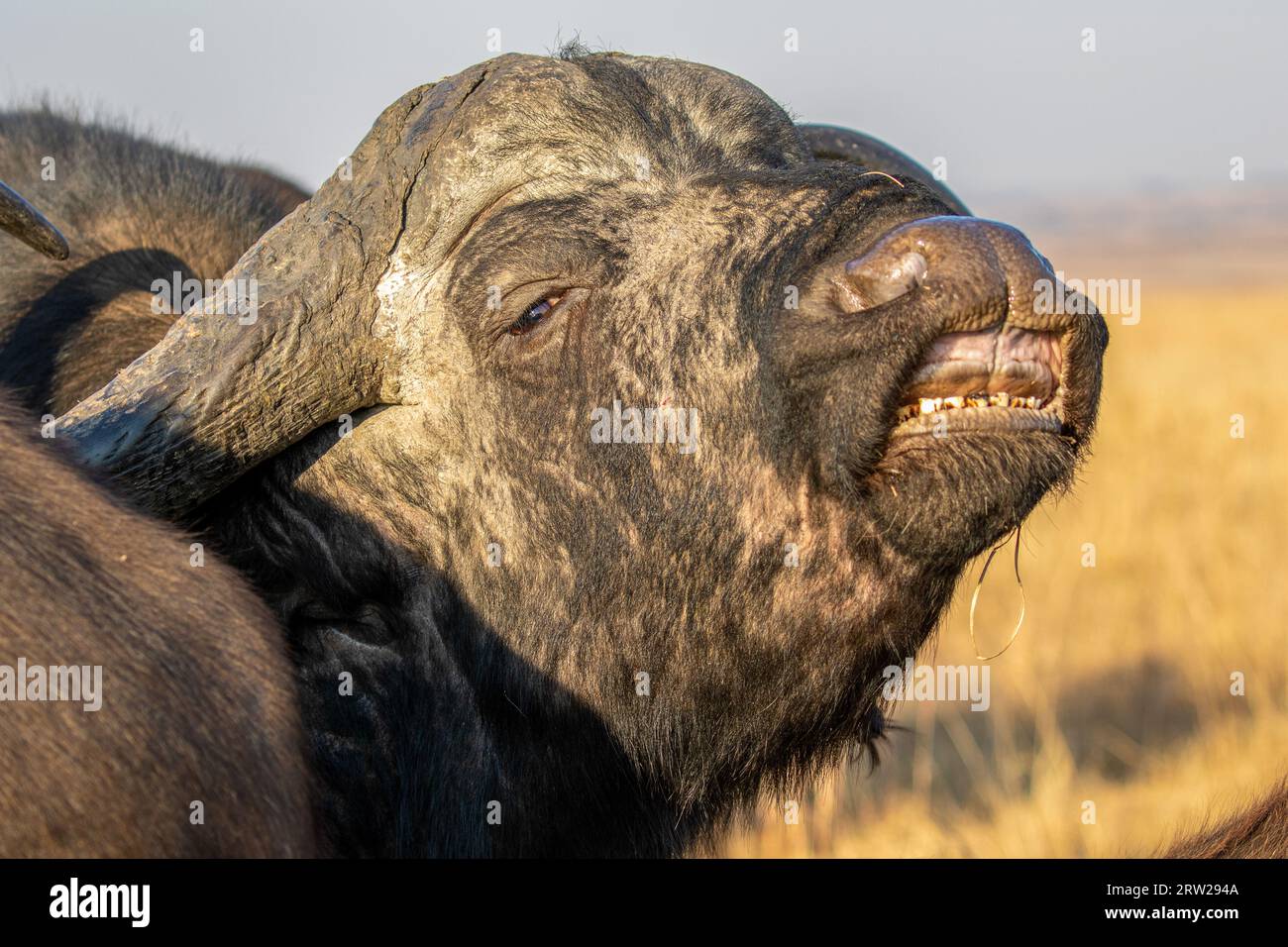 Cape or African buffalo bull and flehmen response, Kruger National Park ...