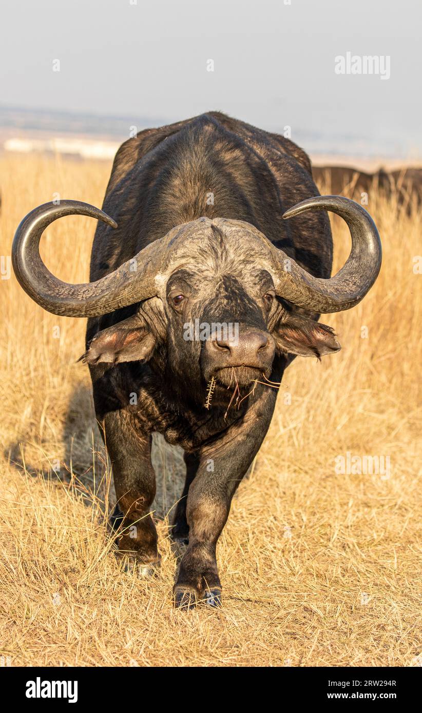 African bovine hi-res stock photography and images - Alamy