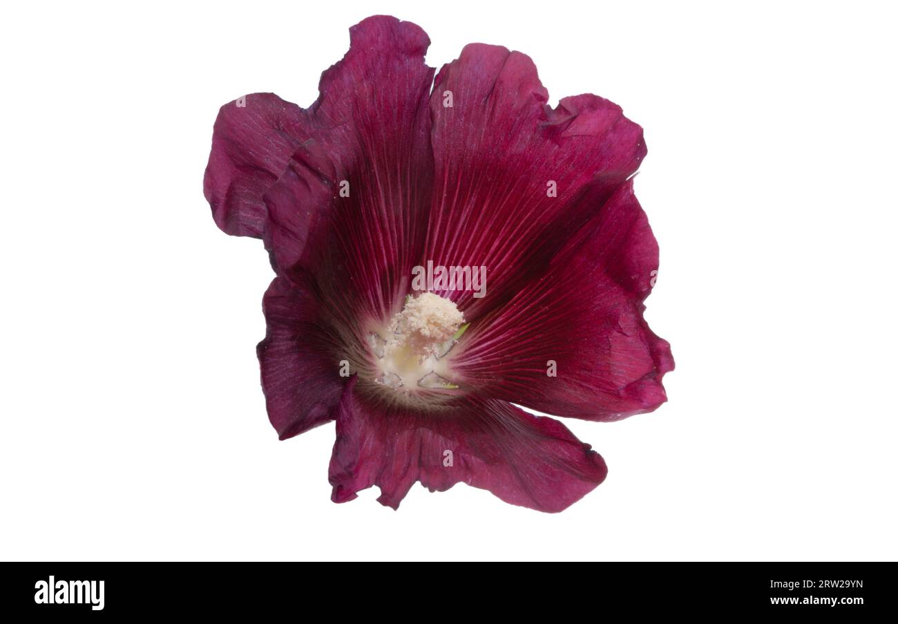 mallow flower isolated on white background Stock Photo - Alamy