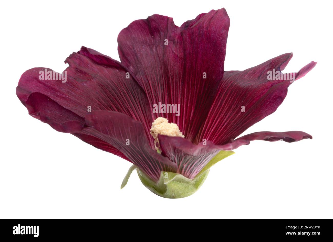Hollyhock mallow garden Cut Out Stock Images & Pictures - Alamy