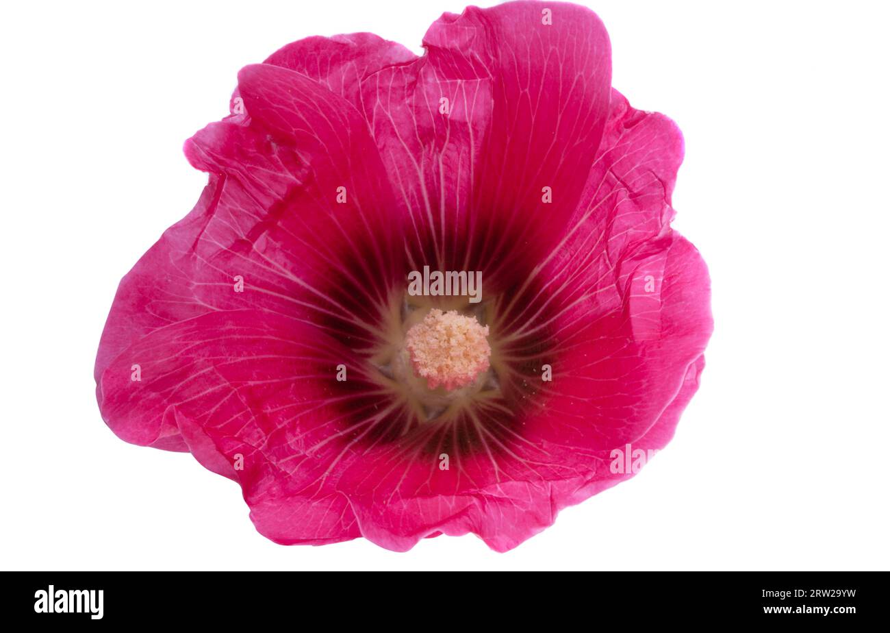 Hollyhock mallow garden Cut Out Stock Images & Pictures - Alamy