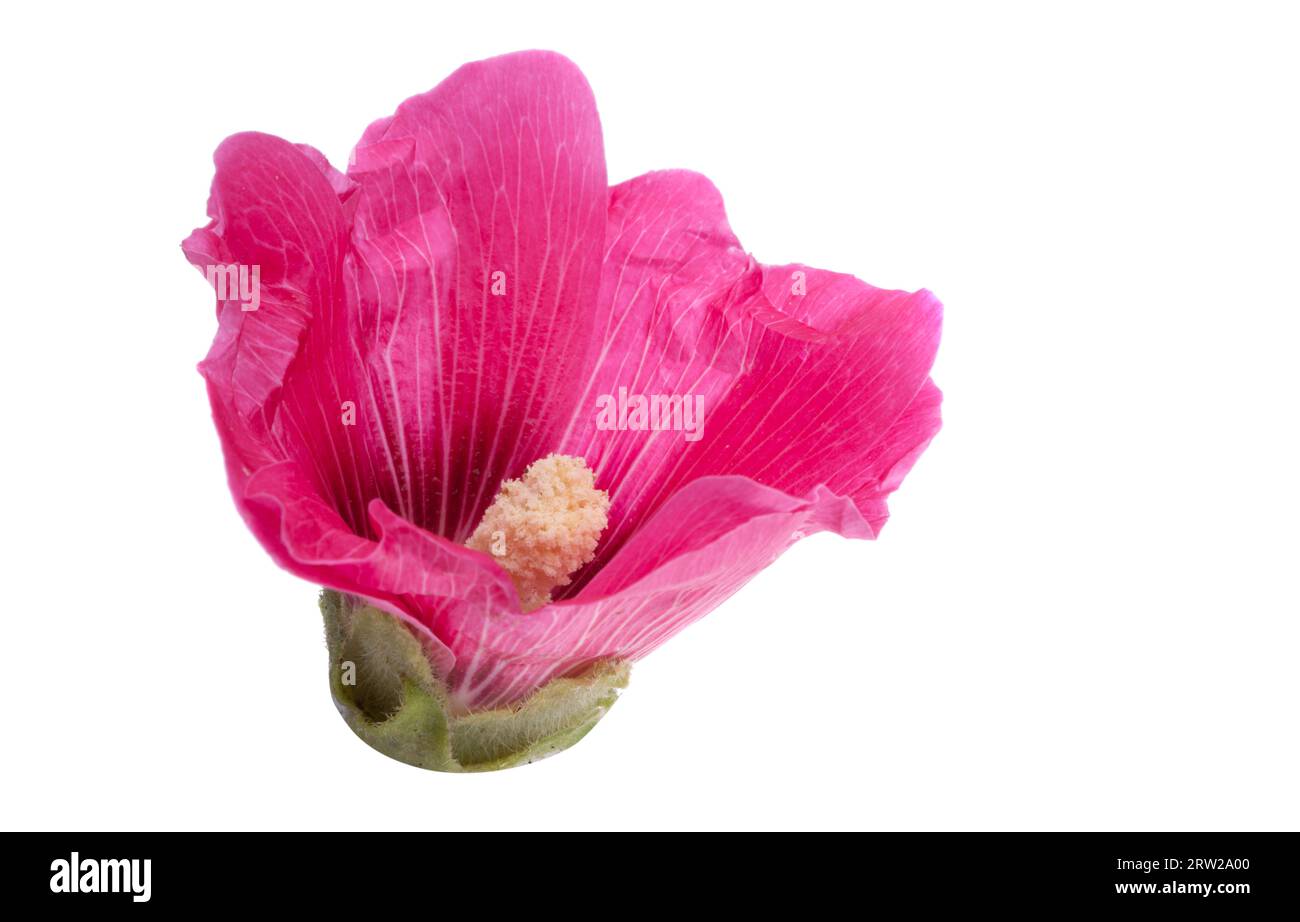 mallow flower isolated on white background Stock Photo - Alamy