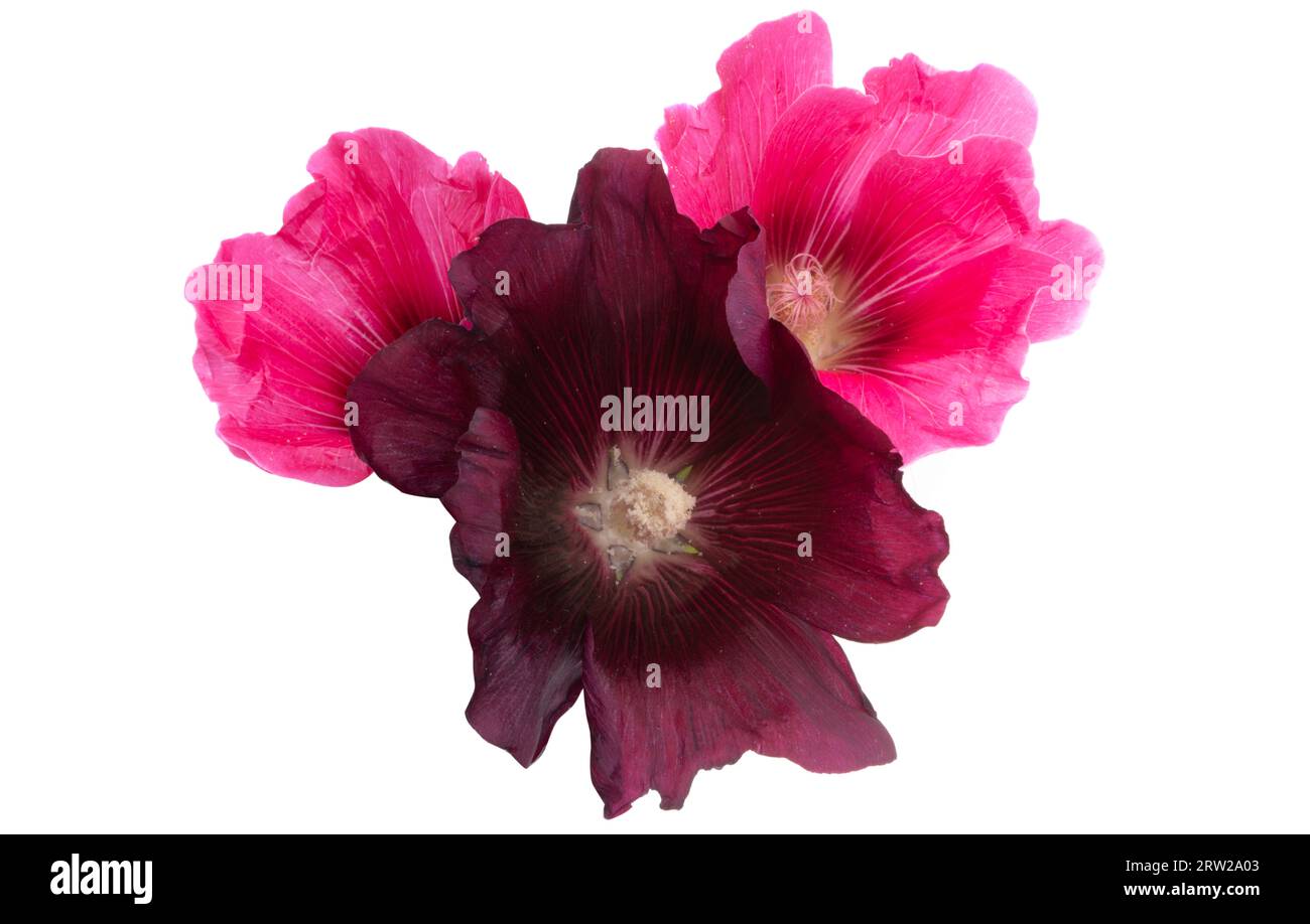 mallow flower isolated on white background Stock Photo - Alamy