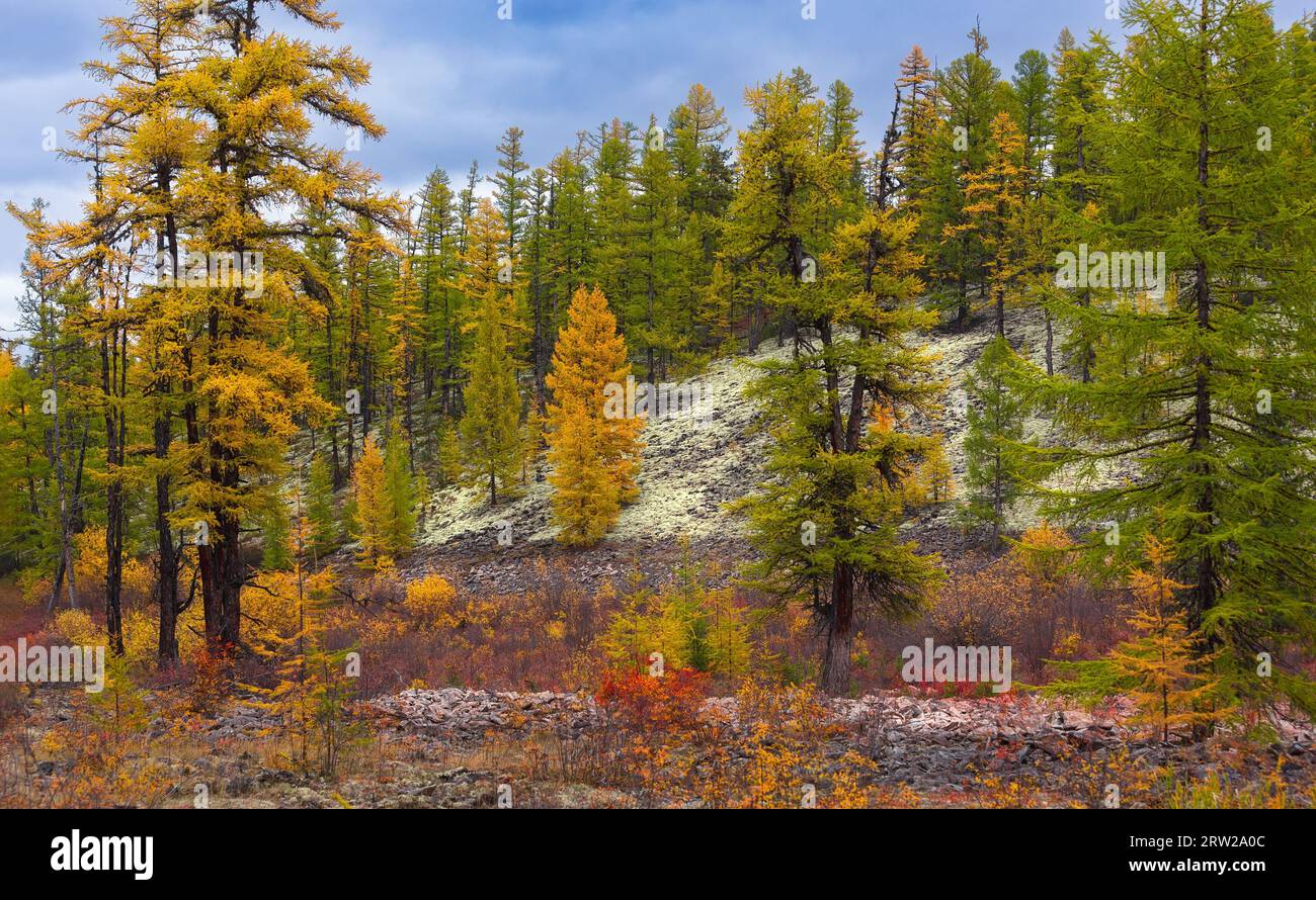 Autumn colorful taiga in South Yakutia, Russia. Autumn landscape in the ...