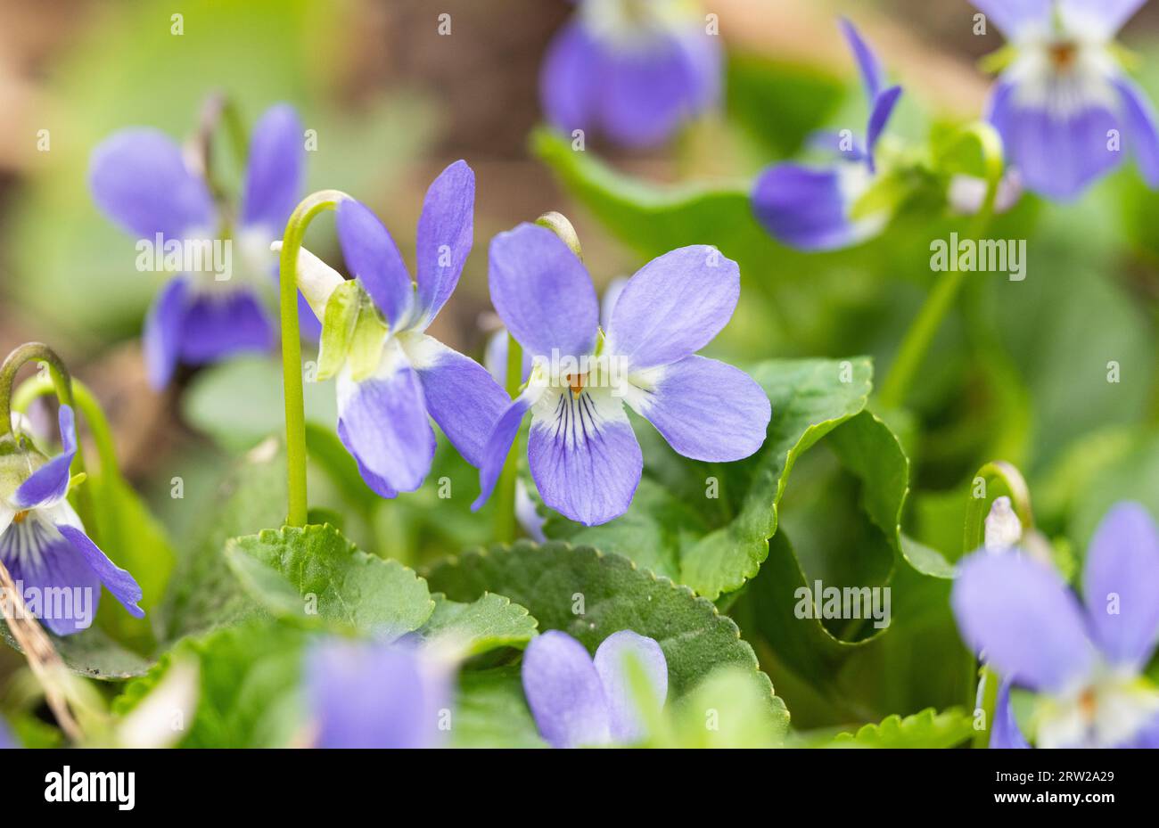 Violets growing wild hi-res stock photography and images - Alamy