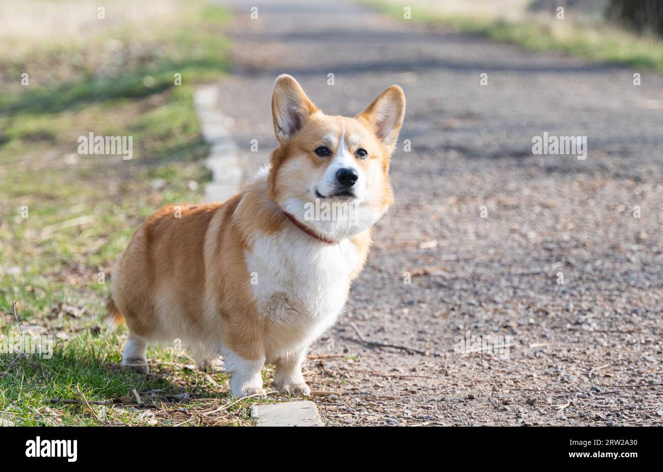 Childhood corgi hi-res stock photography and images - Alamy