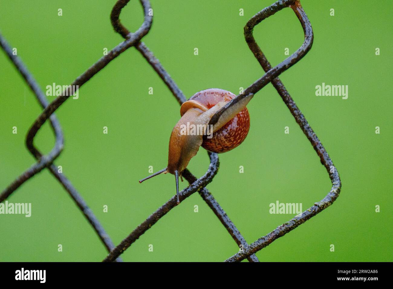 snail climbing a tree with green foliage blur background Stock Photo ...