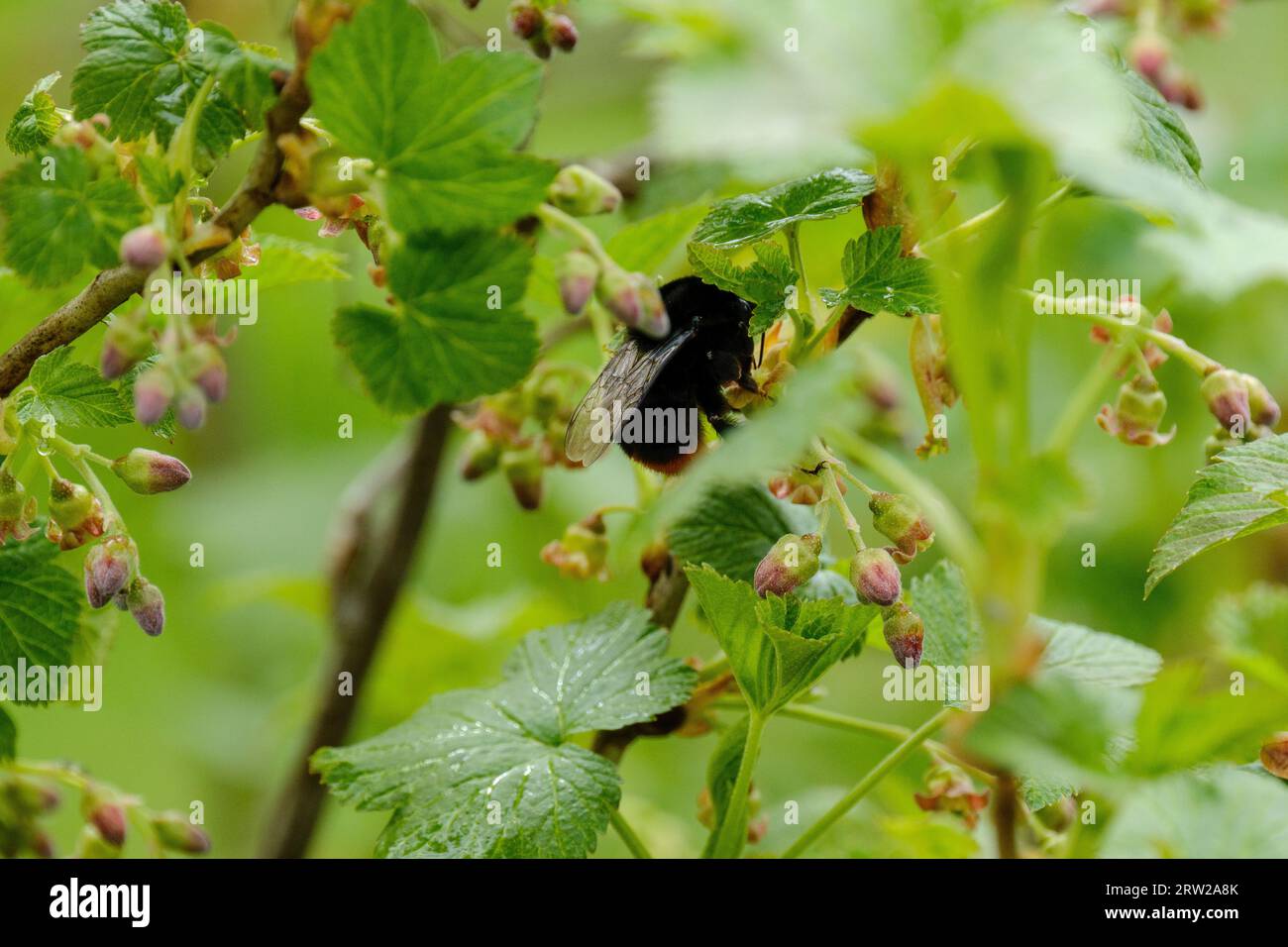 green summer foliage details background with leaves and plants Stock ...
