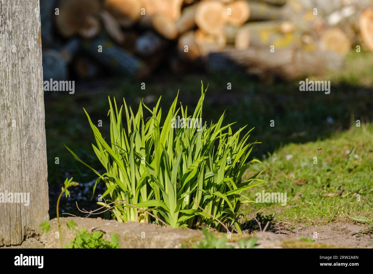 green summer foliage details background with leaves and plants Stock ...