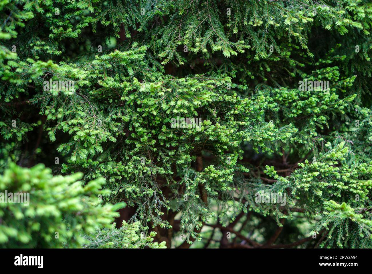 green summer foliage details background with leaves and plants Stock ...