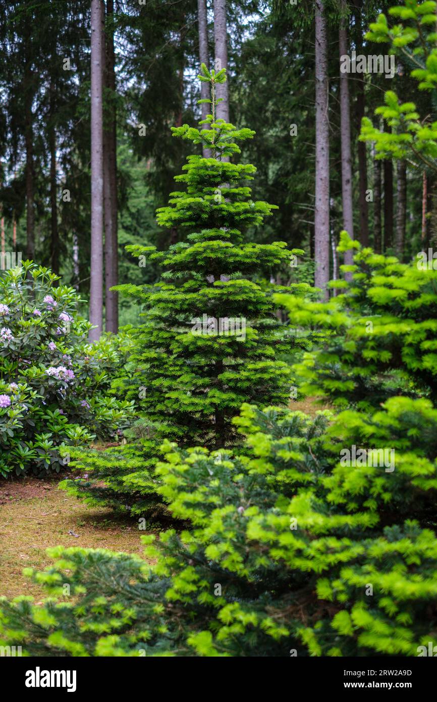 green summer foliage details background with leaves and plants Stock ...