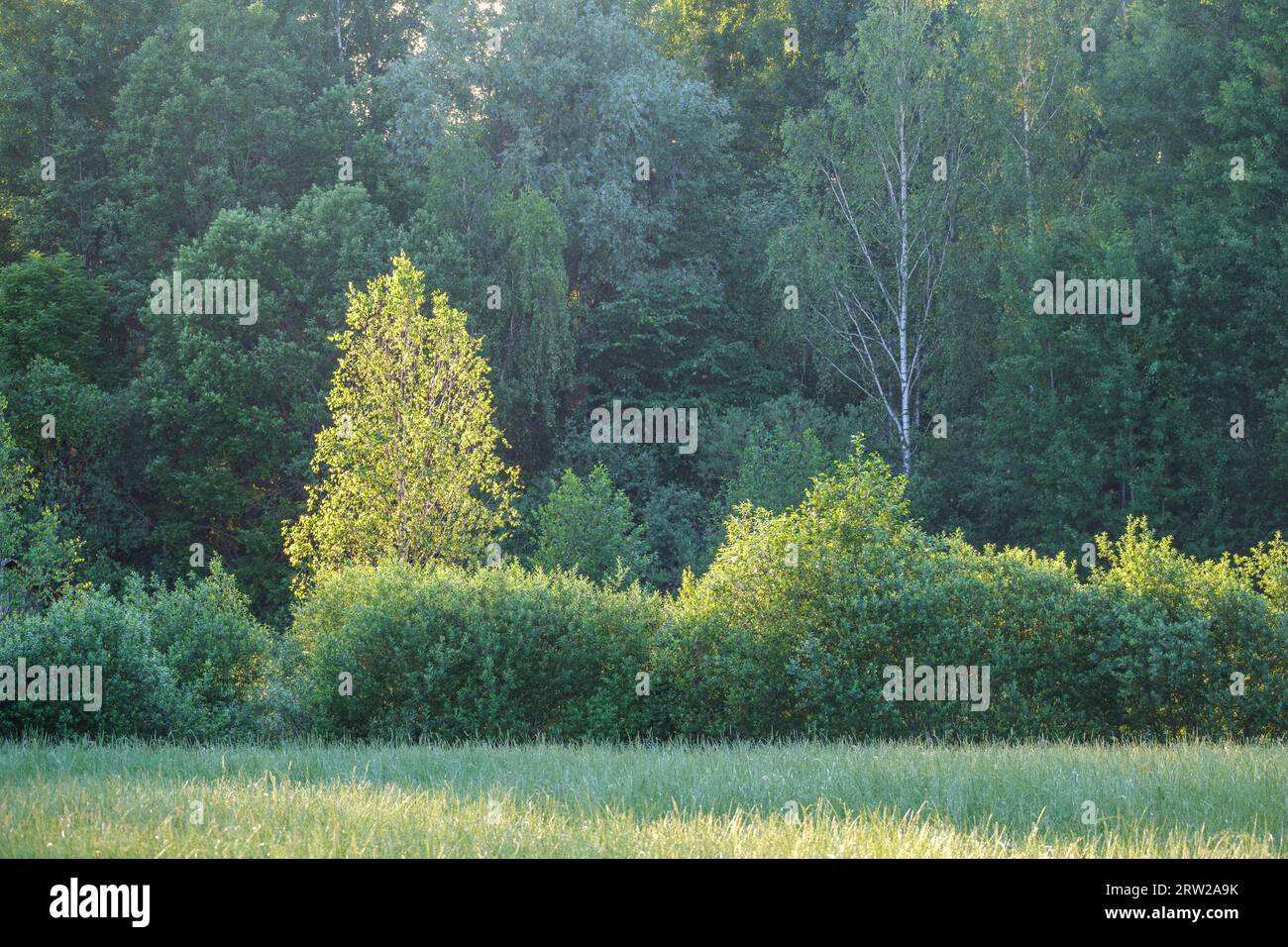 green summer foliage details background with leaves and plants Stock ...