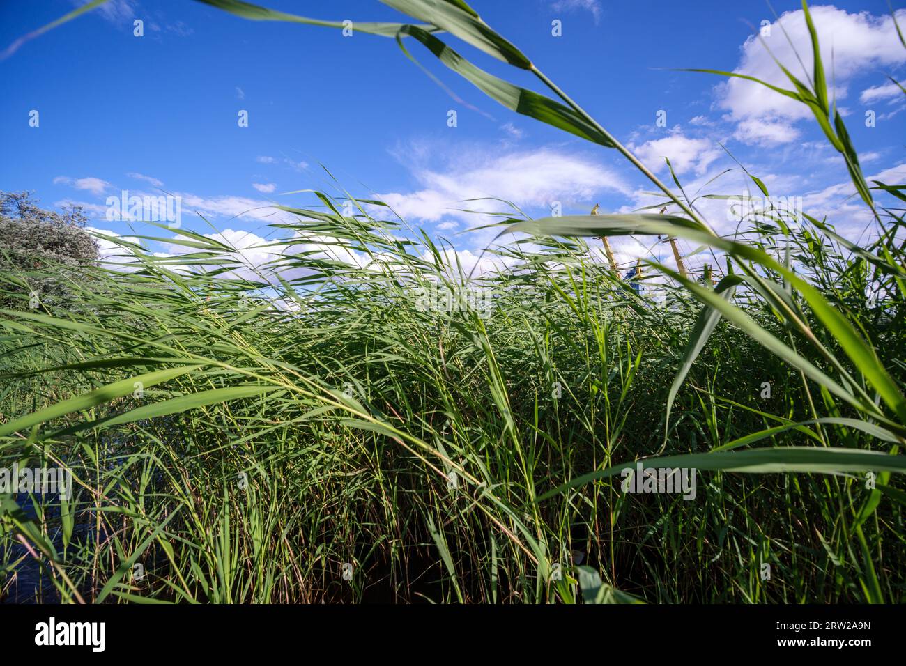 green summer foliage details background with leaves and plants Stock ...