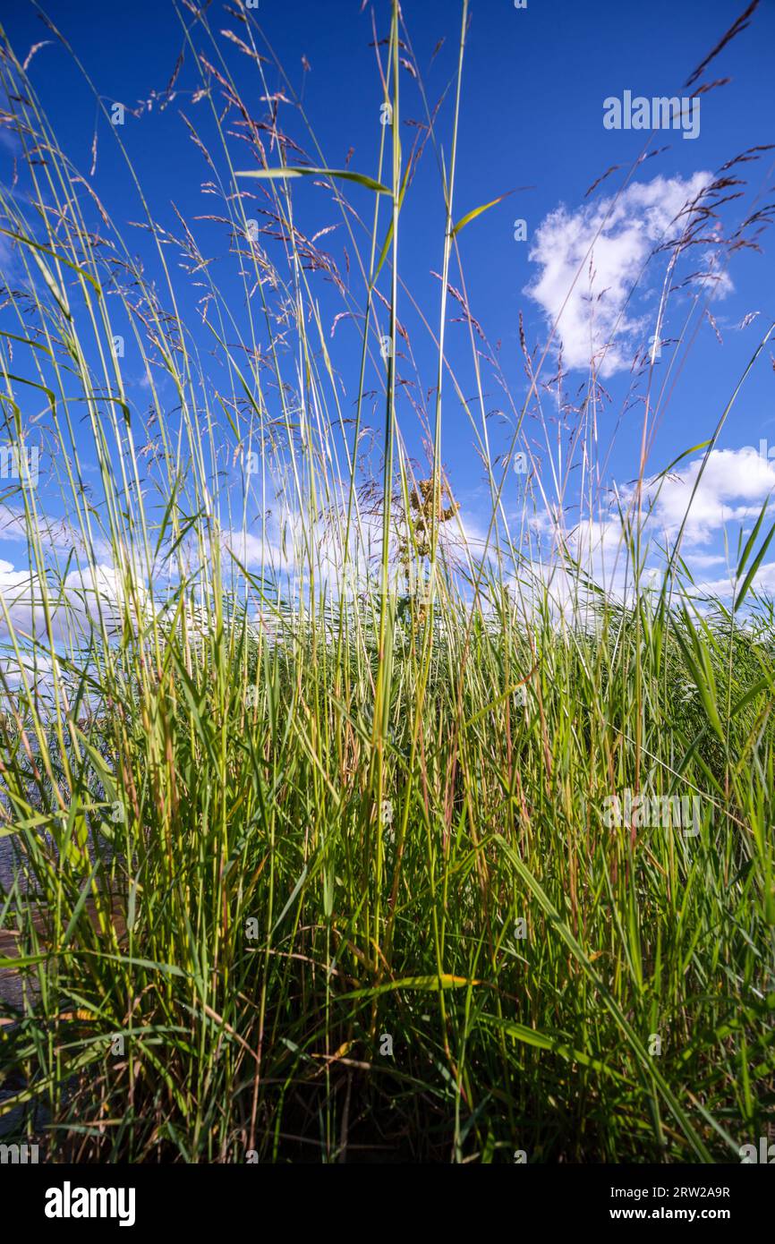 green summer foliage details background with leaves and plants Stock ...