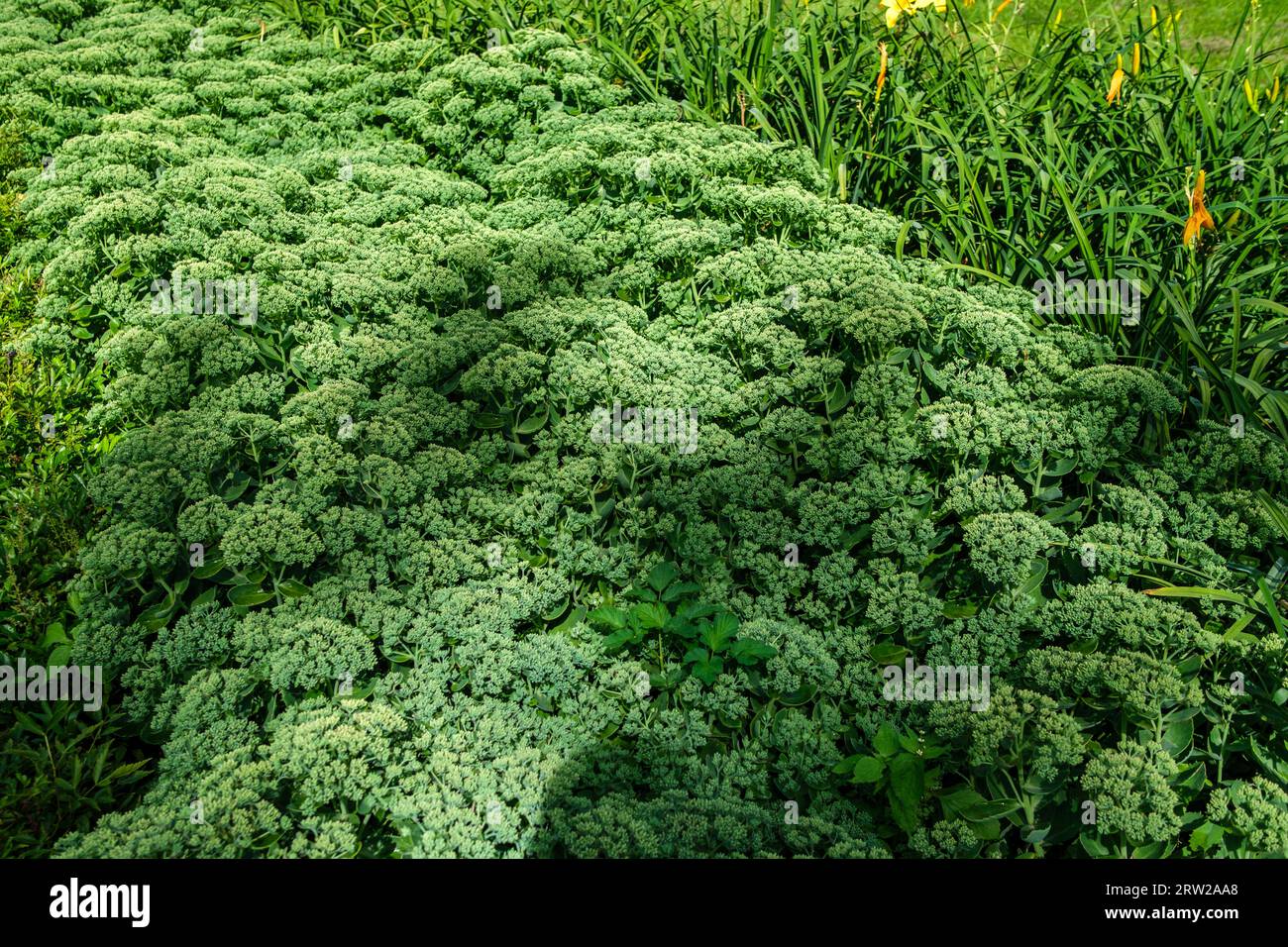 green summer foliage details background with leaves and plants Stock ...